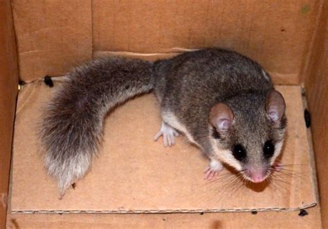 Woodland Dormouse Graphiurus Murinus Know Your Mammals