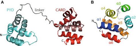 Nmr Structure Of Asc Pdb Id 2kn6 33 A Cartoon Diagram Of Asc