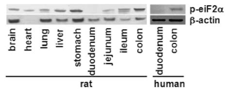 P Eif2a Expression In The Intestinal Tract Representative Immunoblots