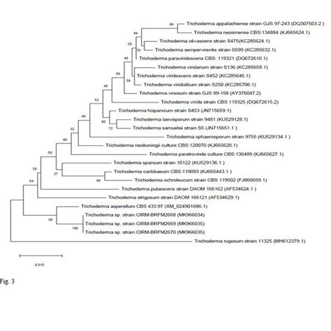 Phylogenetic Reconstruction For The Strain Trichoderma Asperellum 1 2 Download Scientific