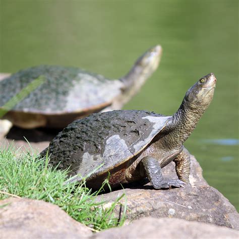 Getting Started Semester 2 2020 Elearning University Of Queensland