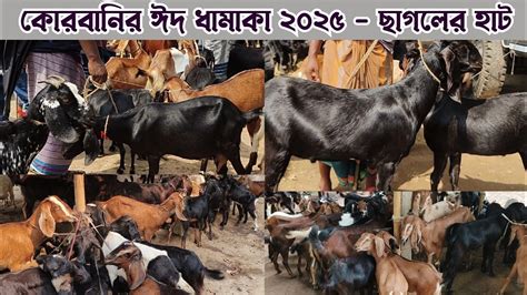 কোরবানির ছাগলর জমজমাট হাট ঝিকরগাছা যশোর। বাজারের সেরা অফার কম দামেই ছাগল Youtube