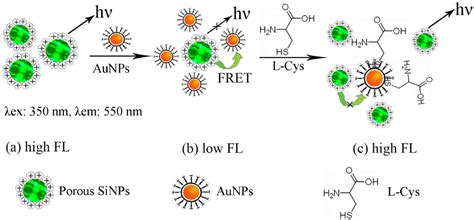 Figure 3 From Development Of Fluorescent Fret Probes For “off On” Detection Of L Cysteine Based