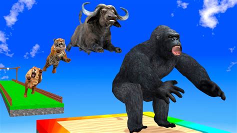 Jump Game With Gorilla Tiger Lion Buffalo Cartoon Animation Youtube