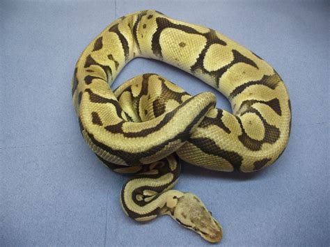 Morph List World Of Ball Pythons