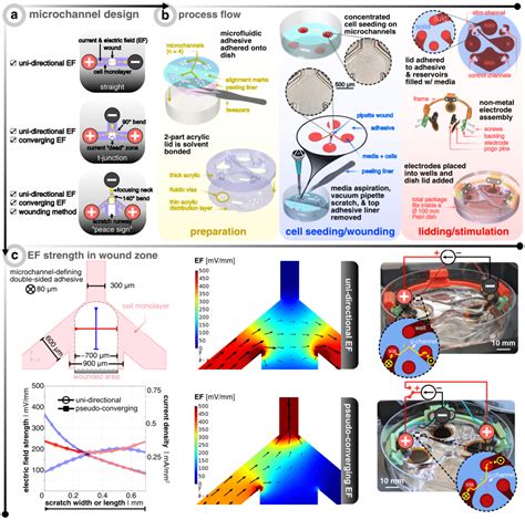 Microfluidic Design To Allow Different Electric Field Ef Download Scientific Diagram
