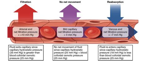 Capillaries Histology Concise Medical Knowledge