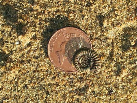 Image Member Collections The Fossil Forum