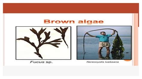 Algae Biology Taxonomy And Application Important Ppt