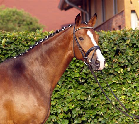 Finestep Hw Westphalian Gelding By Florencianomedici