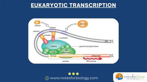 Eukaryotic Transcription Best Biology Notes Reference