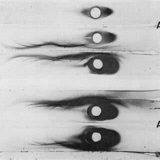 Demonstration Of Sex Linked Antigen Protein By Monospecific Antiserum Download Scientific