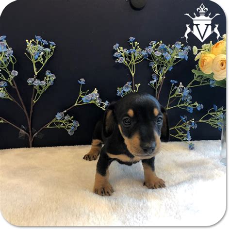 닥스훈트 45만원~ 비숑프리제분양가 유기견 미니비숑 웰시코기분양 스피츠 요크셔테리어분양 먼치킨고양이 노르웨이숲고양이분양 빅토리아펫 강아지분양