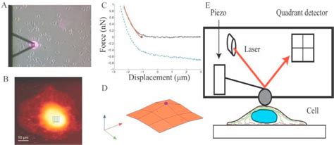 Measuring Cell Stiffness Using Atomic Force Microscope A Bright Field Download Scientific