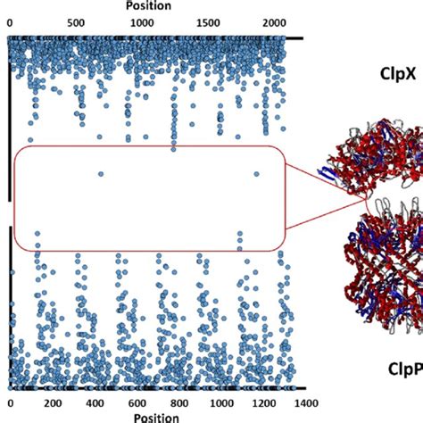Energetic Frustration Of The Residues Of The Clpxp System The Local Download Scientific