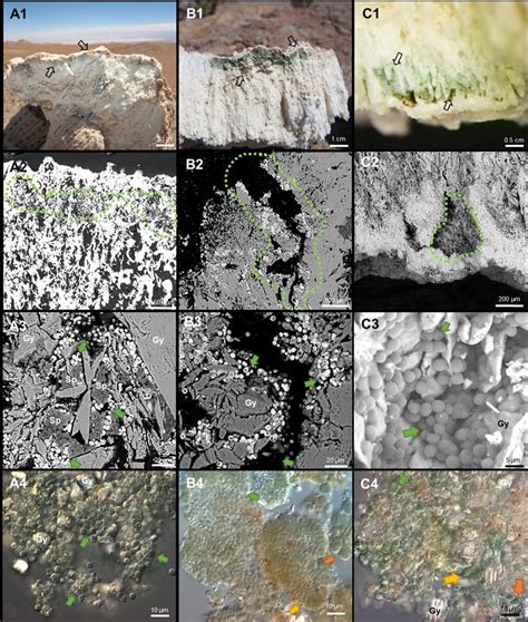 Endolithic Colonization Zones Characterization Series A Download Scientific Diagram