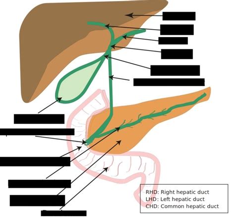 Biliary Tree Diagram Quizlet