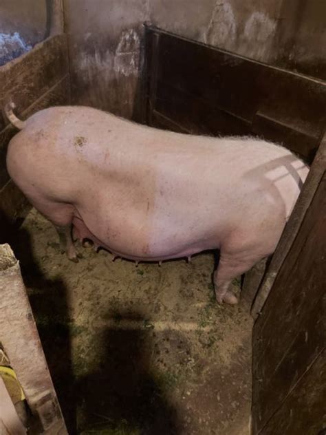 Krmaca Pred Prasenje