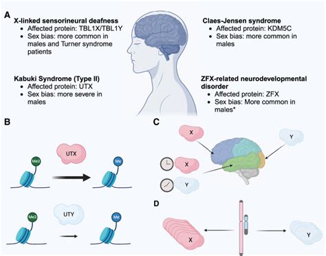 Comparing The Roles Of Sex Chromosome Encoded Protein Homologs In Gene Regulation Pmc