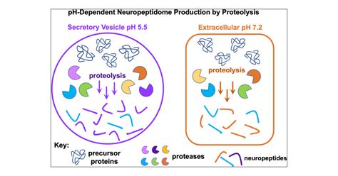 Secretory Vesicles Definition