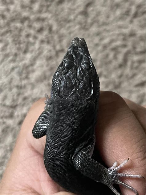 Would Anyone Be Able To Identify The Sex Of These Two They Are 6 Month