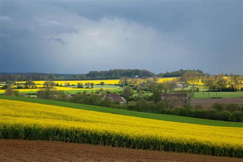 겨자밭 경작 경치 계절 고요한 노란 꽃 노란색 노란색 식물 노르망디 녹색 농업 농작물 농촌의 들판 롤링 힐스 마을 모르타뉴 오 페르슈 목가적