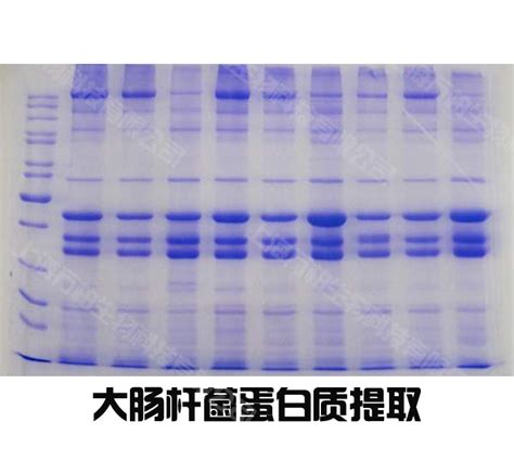 大肠杆菌蛋白质提取 上海万柏生物科技有限公司