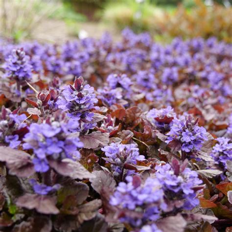 15 Companion Plants For Azaleas And Rhododendrons