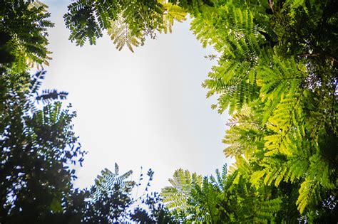 극적인 하늘 배경 및 텍스트에 대 한 중간 복사 공간 녹색 잎 프레임 녹색의 자연 프레임 흐린 하늘 배경에 분기를 둡니다 푸른 하늘에 대 한 숲에 녹색 나뭇잎의 프레임 0
