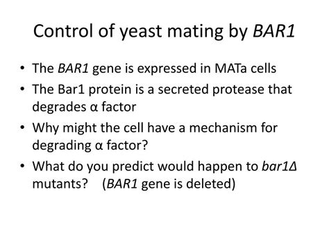 PPT Introduction To Yeast Genetics PowerPoint Presentation Free Download ID 2115244