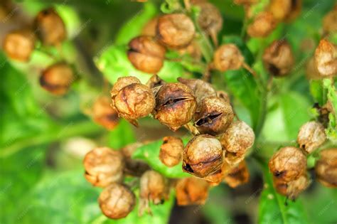 Premium Photo Ripe Tobacco Seeds Grow On A Tobacco Bush In A Tobacco