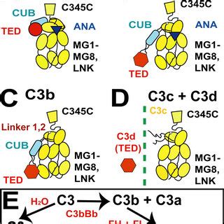 PDF A Revised Mechanism For The Activation Of Complement C3 To C3b A Molecular Explanation Of