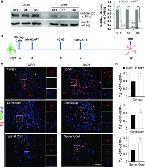 dapt treatment increased the efficiency of ngn2 induced neuronal