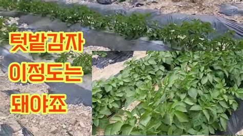 189 텃밭감자 이정도는 돼야죠 천연비료 비료 응애 총채 바이러스 액비 미생물 유기농 친환경 염류 병해충 식물영양 무농약 그린톡톡 Youtube