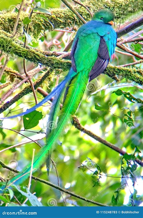 Resplendent Quetzal Male Stock Image Image Of Blue 115248783