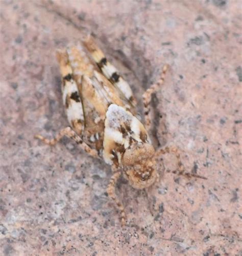 Grasshopper BugGuide Net