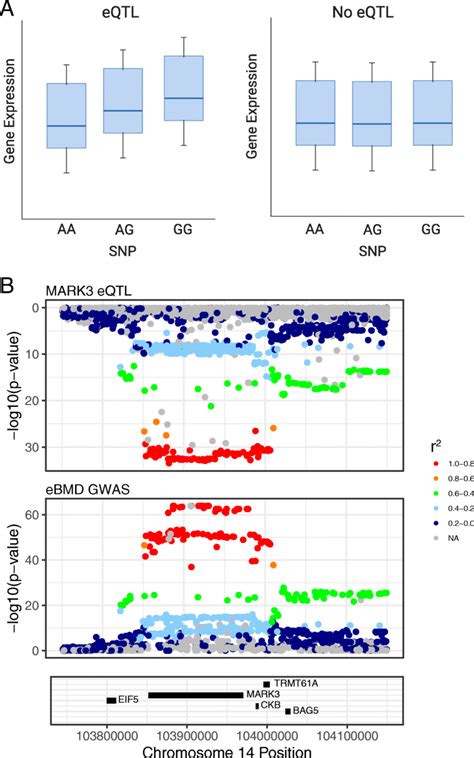 Eqtl Discovery And Colocalization A Two Examples Of An Eqtl With Box