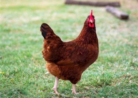 17 Best Chicken Breeds For Gardens The Happy Chicken Coop