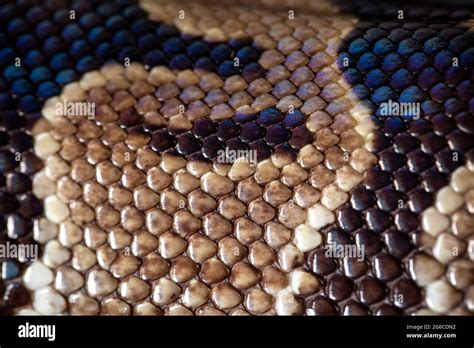 Royal Python Python Regius Studio Photography Stock Photo Alamy