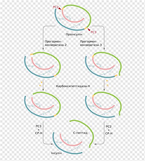Preproinsulin Amino Acid Glucose Insulin Angle Text Wikimedia