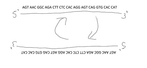 [solved] Transcribe The Following Dna Sequence From Hba 5 Agt Aac Ggc Aga Course Hero