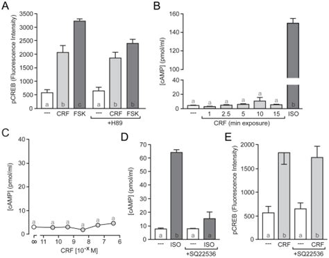 A A Pka Specific Concentration Of The Protein Kinase Inhibitor H89 2