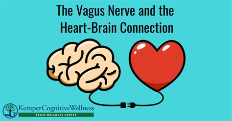The Vagus Nerve And The Heart Brain Connection Kemper Wellness