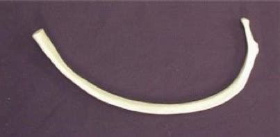 Rib 3 Diagram Quizlet