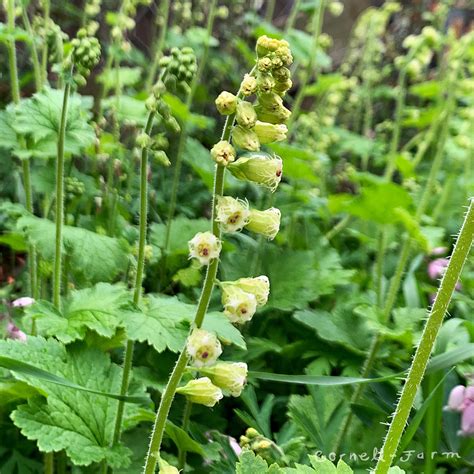 Tellima Grandiflora 4in Fringecup Cornell Farm