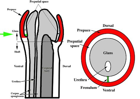 Figure 2 From Development Of The Human Prepuce And Its Innervation
