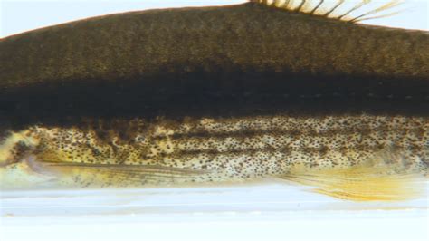 ムギツク 岡山市環境学習センターめだかの学校 旭川の淡水魚水族館