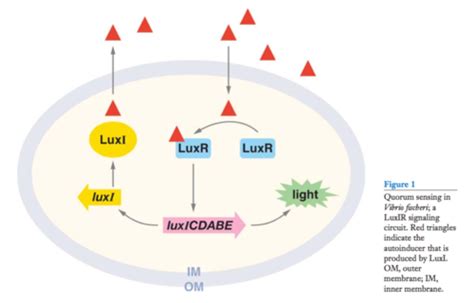 Quorum Sensing Flashcards Quizlet
