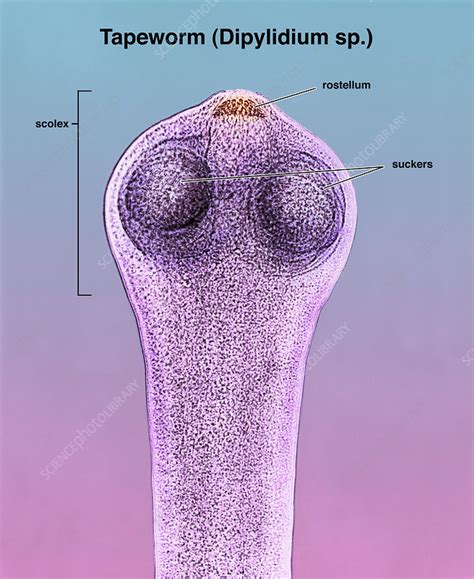 Scolex Of A Tapeworm Dipylidium Sp Stock Image C0282908
