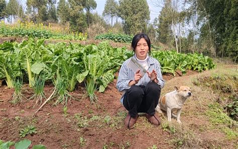在我们村不知道什么是卷但卷得十分厉害 一只不平凡的猪哼哼 一只不平凡的猪哼哼 哔哩哔哩视频